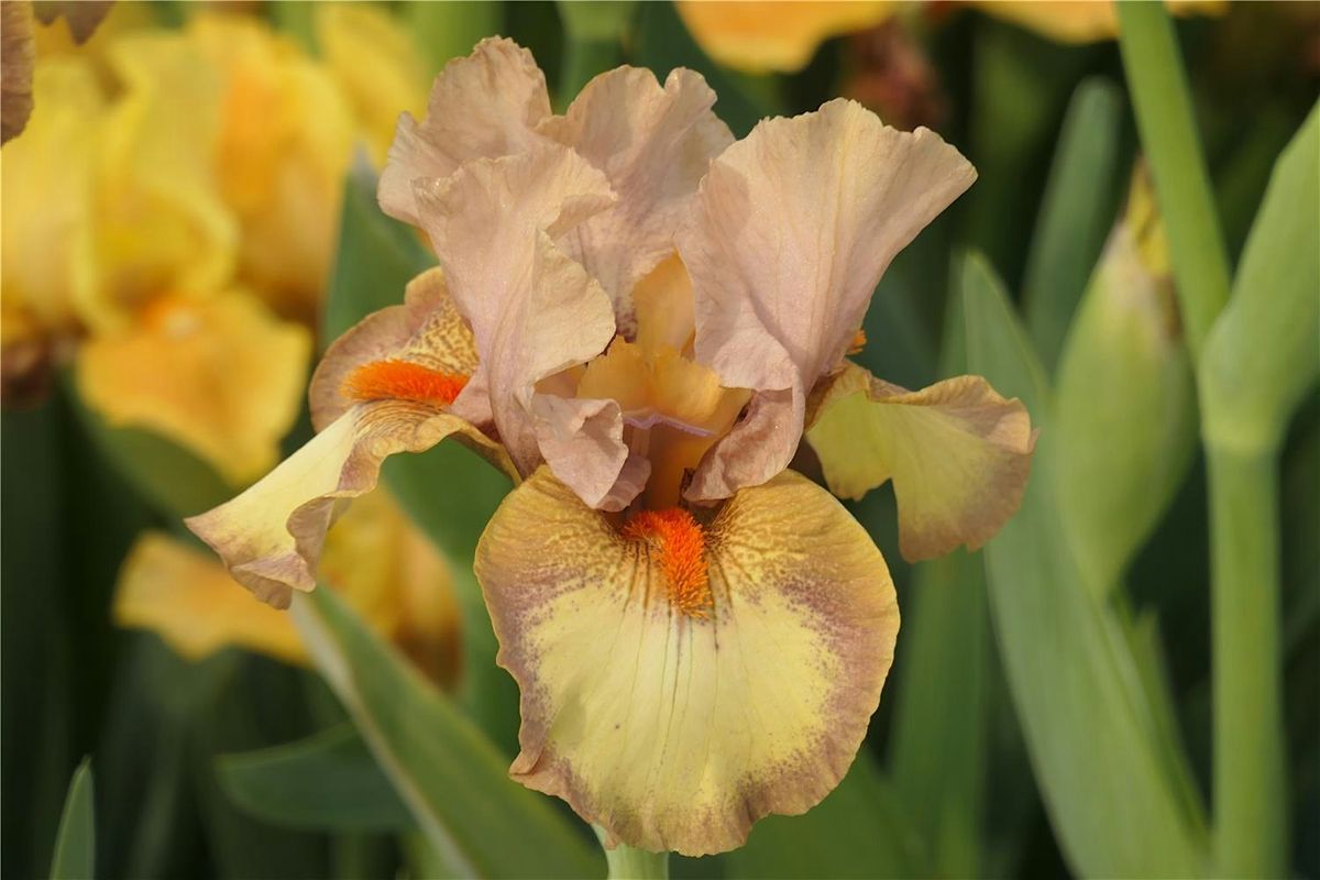 Endless Variety with Patrick and Margaret Spence, Cascadia Iris Gardens ...
