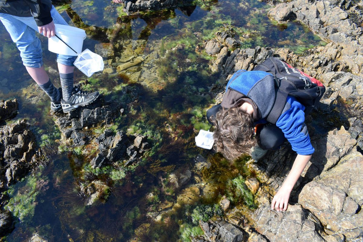 Rocking Rock Pools with Macduff Library, Macduff Library, 15 August ...
