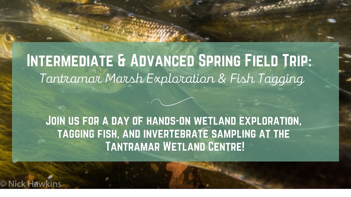 Int & Adv Spring Field Trip: Tantramar Marsh Exploration & Fish Tagging ...