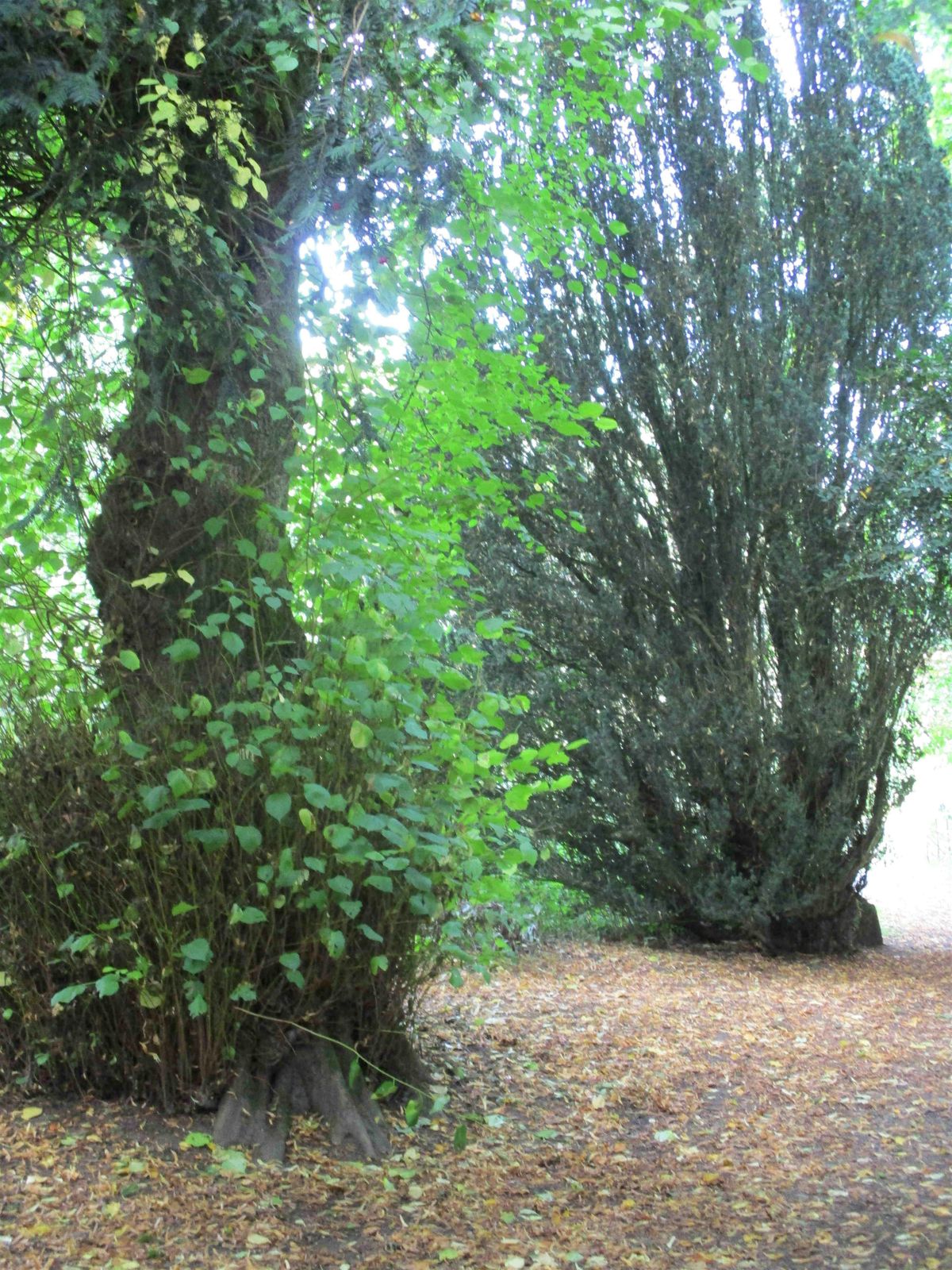 Tree ID Walk in Lancaster Cemetery, Lancaster Cemetery, 22 September ...
