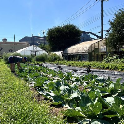 Volunteer Day at Braddock Farms, Braddock Farms, 16 September 2023 ...