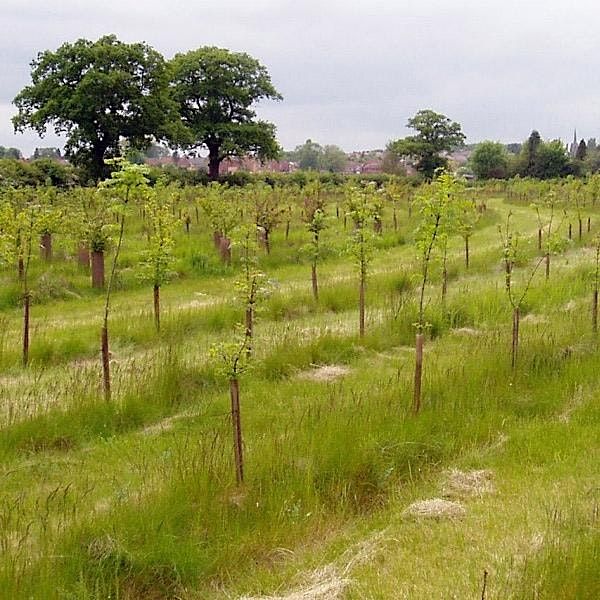 Agroforestry Design Workshop, Shimpling Park Farm, Bury St. Edmunds, 29 ...