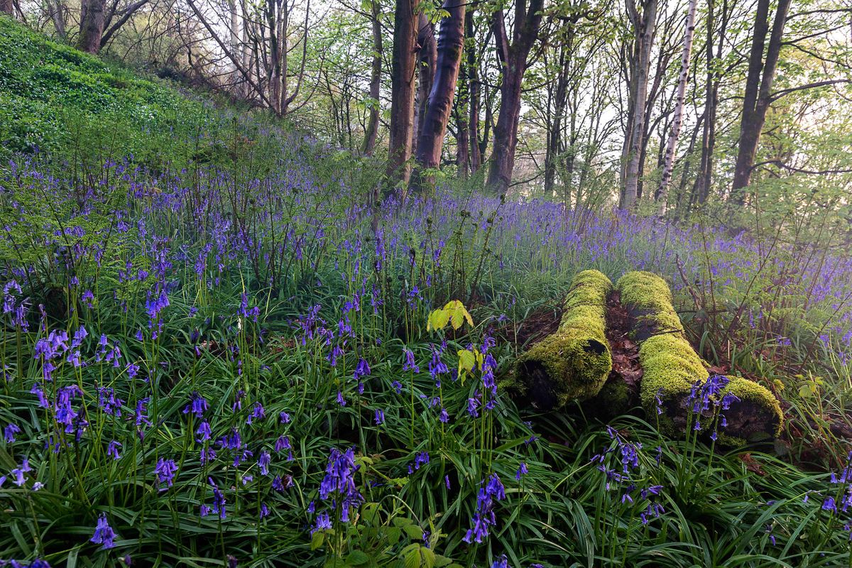 Spring Walk at Hackfall, nr Masham, North Yorkshire., HG4 3BS ...