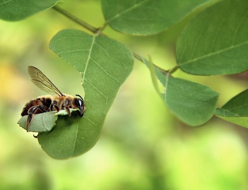 Tending Mason Bees & Leafcutter Bees, Compost Education Centre ... Tending Mason Bees & Leafcutter Bees, Compost Education Centre ...