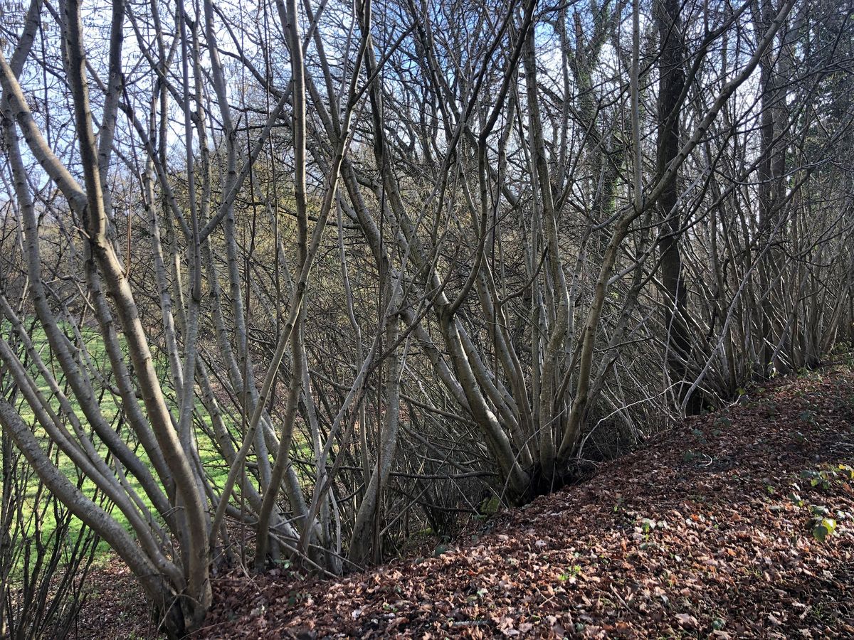 Coppicing on the Downs Link, Snoxhall Fields, Cranleigh, UK, 7 February ...