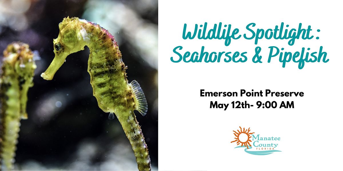 Wildlife Spotlight: Seahorses & Pipefish - May 2023, Emerson Point ...