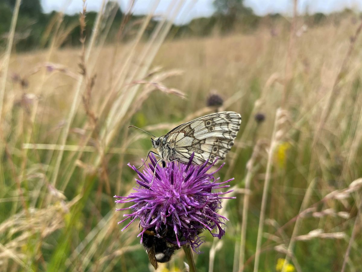 Wildlife Watch - Butterfly Trail, The Wildlife Trust BCN - Trumpington ...