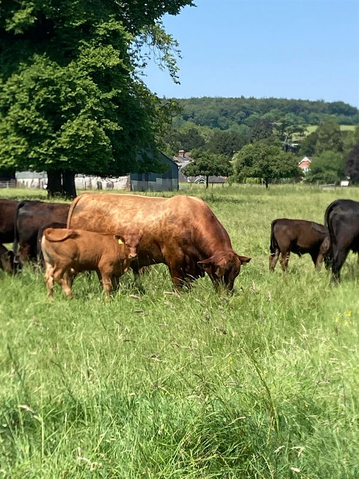 Pasture & Profit in Protected Landscapes Dorset - A Farm Walk ...