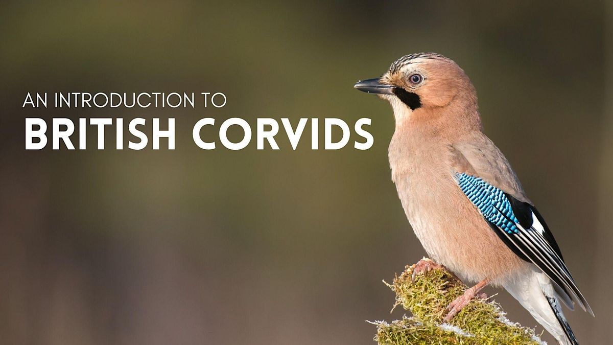 An Introduction to British Corvids, December 5 2023 | Online Event ...