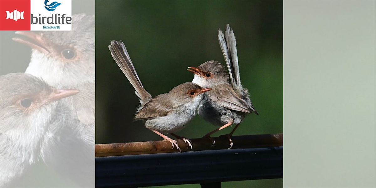 Nature Matters: Backyard Birds with Birdlife Shoalhaven, Nowra Library ...