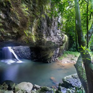 Springbrook and Tamborine Rainforest Tour Incl. Natural Bridge and Glow ...