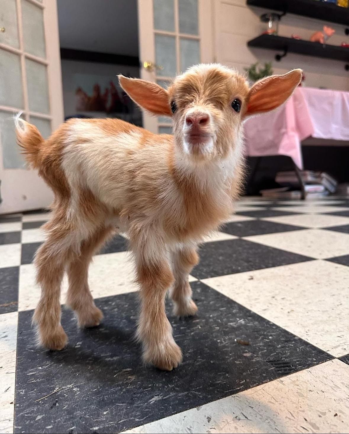 Baby Goat Yoga & Bubbly: A Brunchy, Bendy, NYE Celebration, Legacy Lane ...
