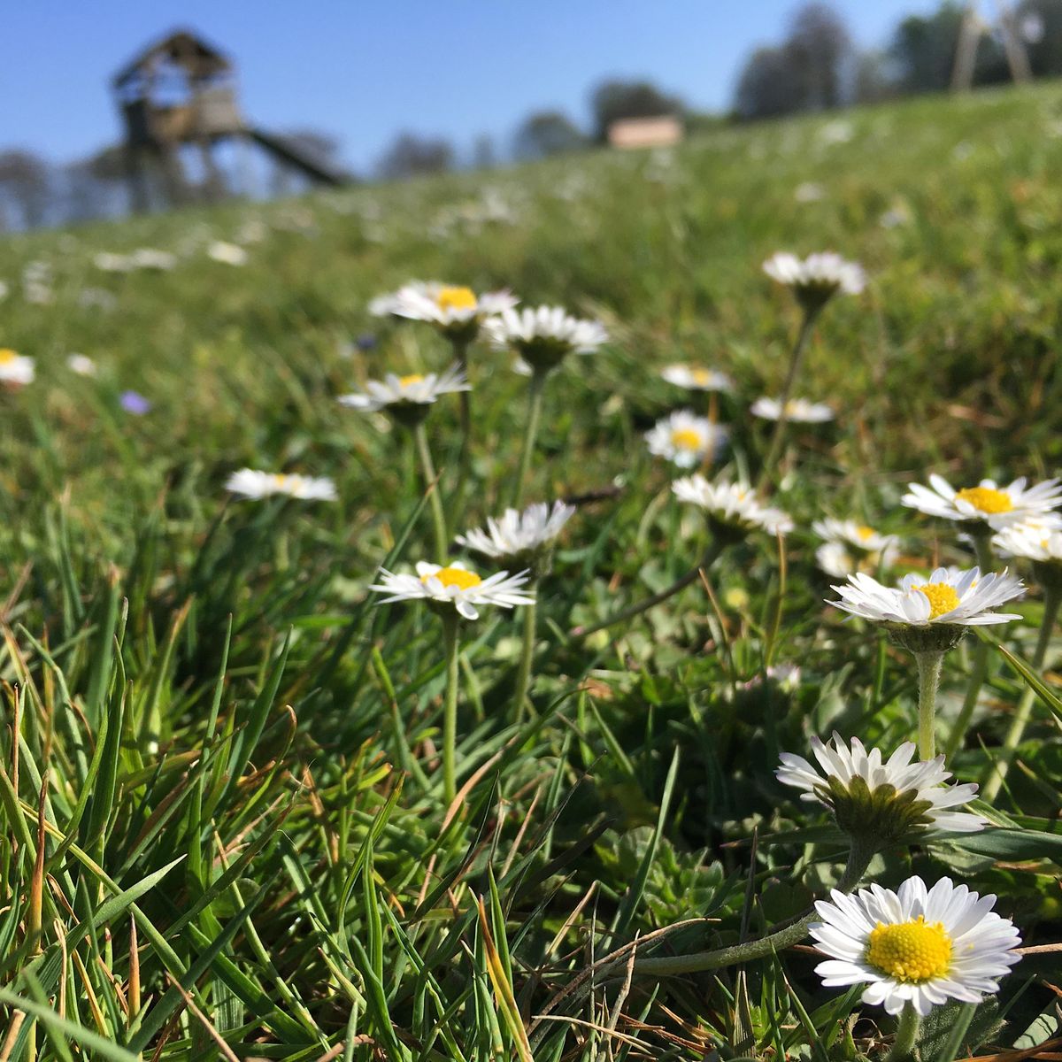 Summer Petite Retreat Lie Down In Green Pastures Lopcombe Quiet summer-petite-retreat-lie-down-in-green-pastures-lopcombe-quiet