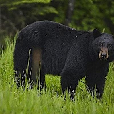 Bear Trapping Education - Upton, Moose Ridge Wilderness School, Upton ...