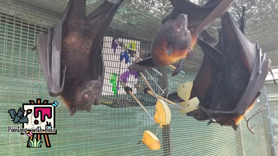 Painting with Bats - Spring, Lubee Bat Conservancy, Alachua, May 13 ... Painting with Bats - Spring, Lubee Bat Conservancy, Alachua, May 13 ...