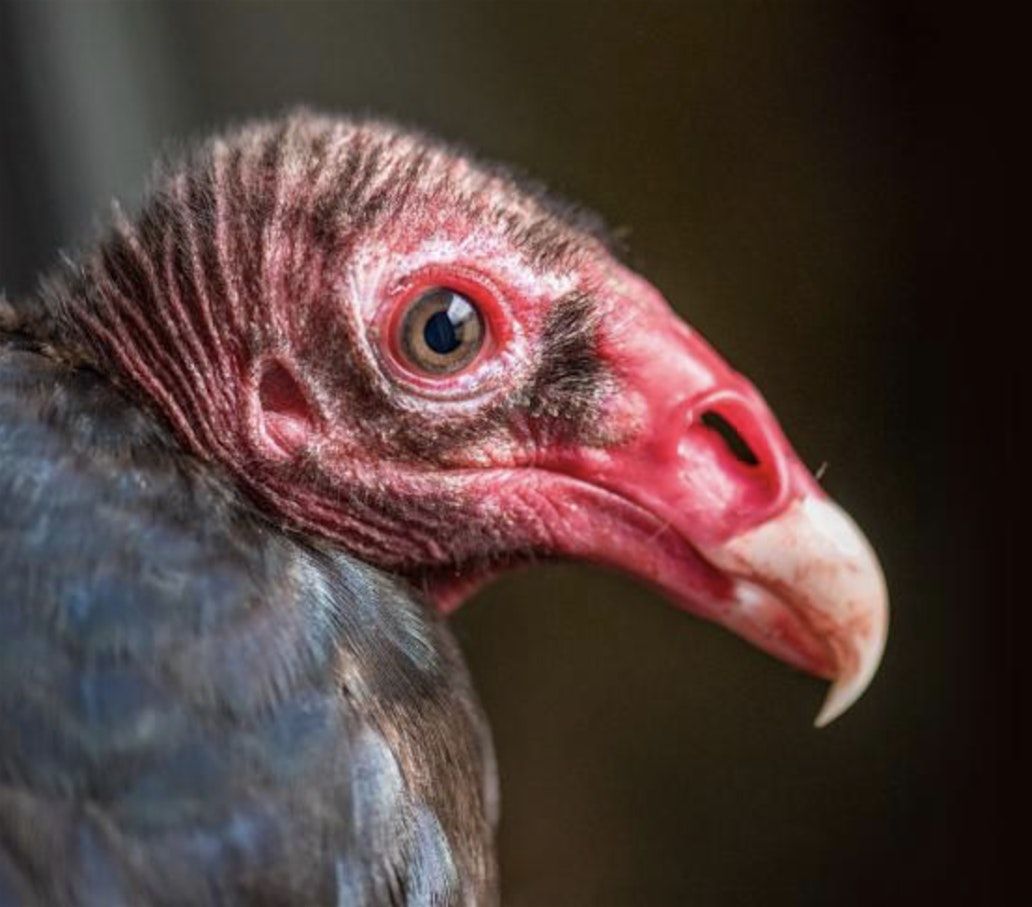 Valuable Vultures, McClure Education Center, Shelburne Farms, 20 April ...