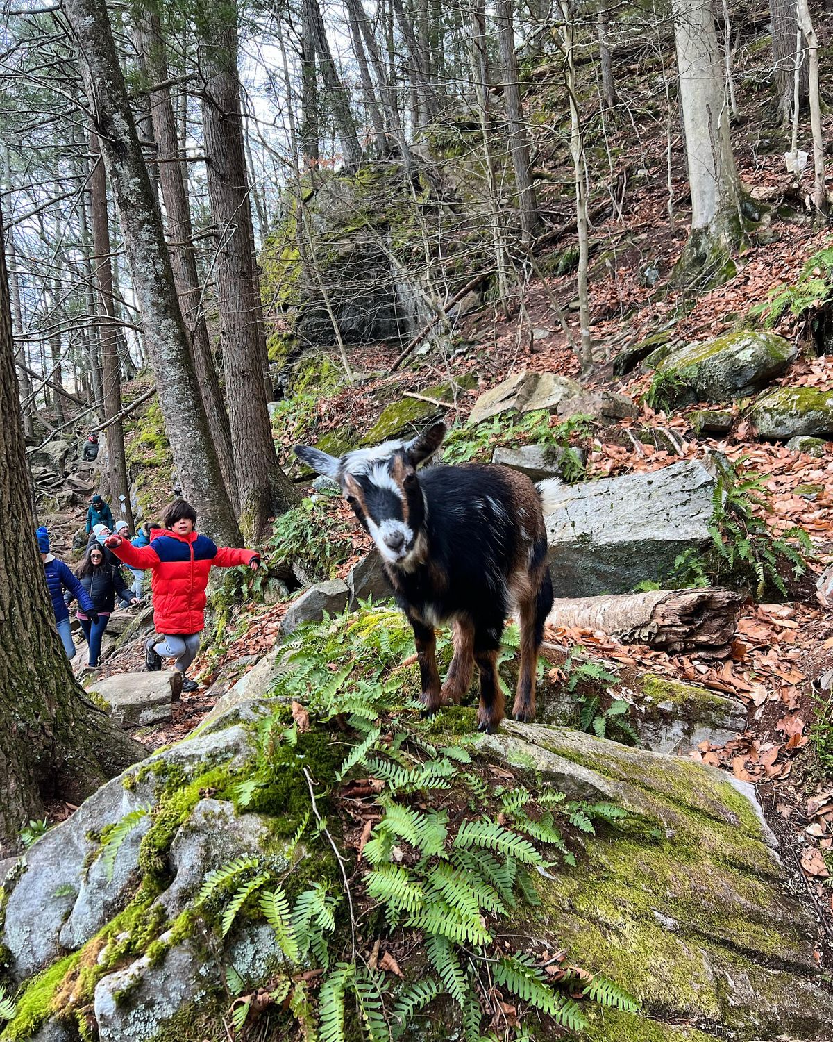 Goat Walk at Mountain Lakes Park - Northern Westchester, Mountain Lakes ...