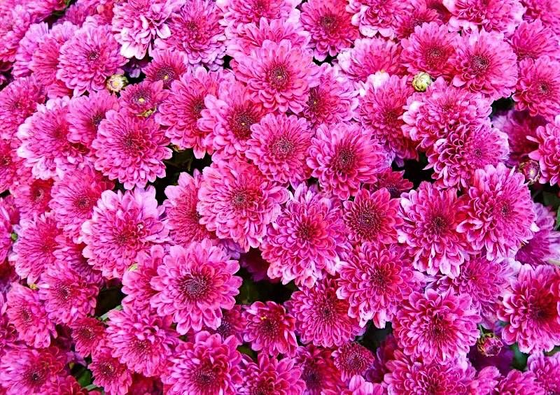 Zonta Club of Defiance - 16th Annual Luncheon for Womens Health ...