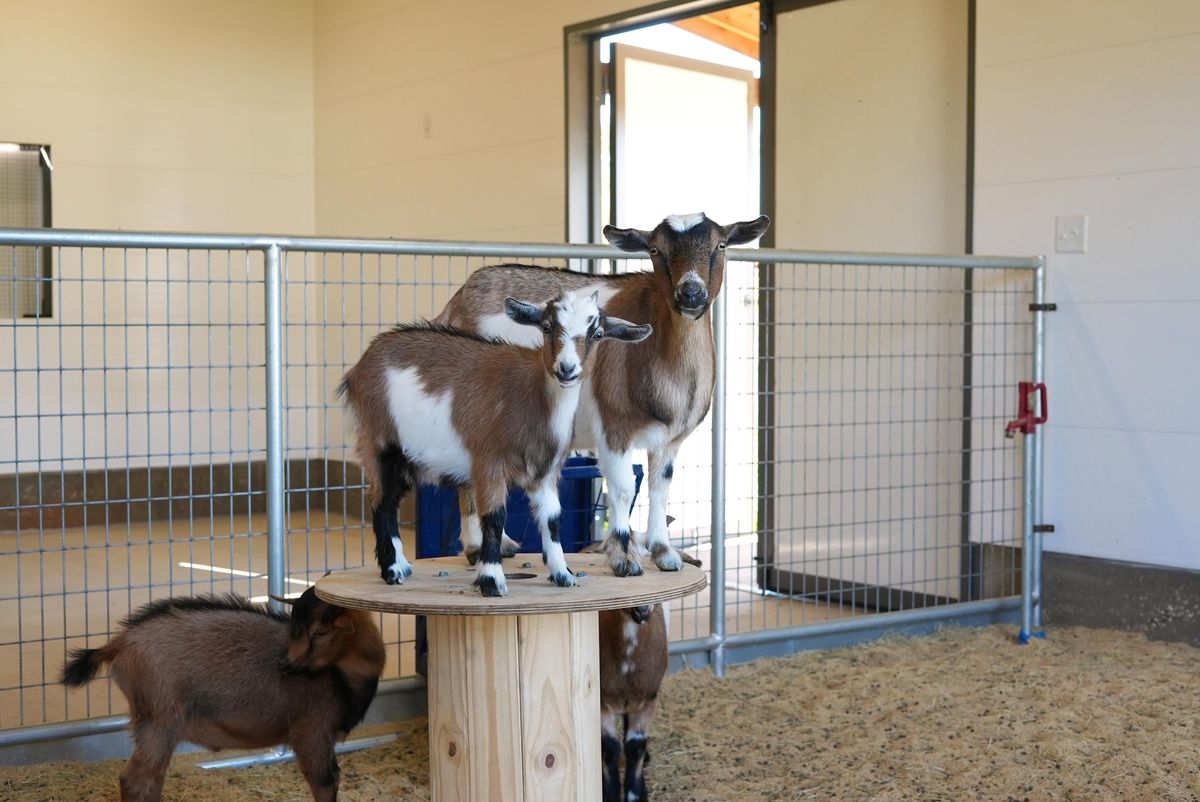 Timberview Farmstead Grand Opening, 4274 Timberview Drive, Fort Worth ...