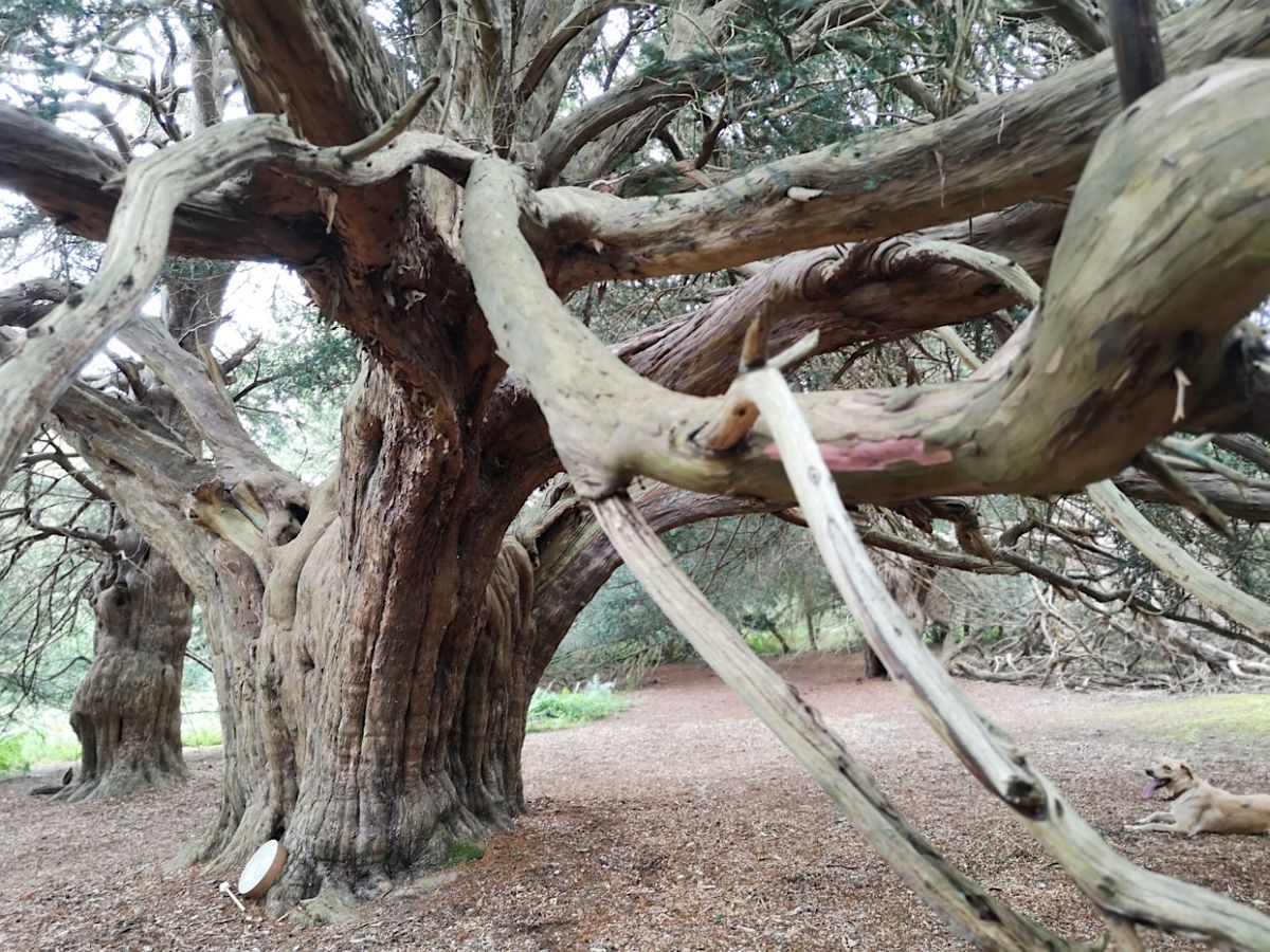 Winter Solstice Yew Tree Blessing, Newlands Corner, Guildford, 20 ...