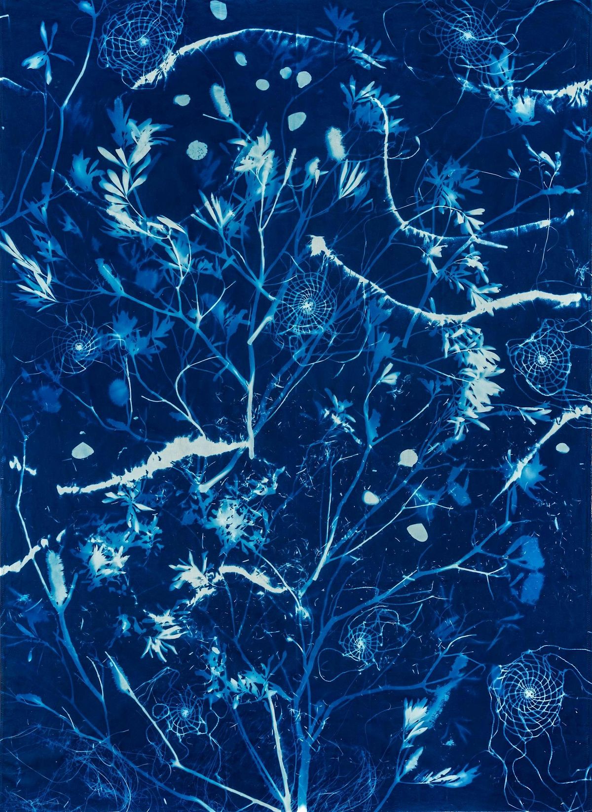 Kids Weekend Workshop: Cyanotype printing with Elisa Jane Carmichael ...