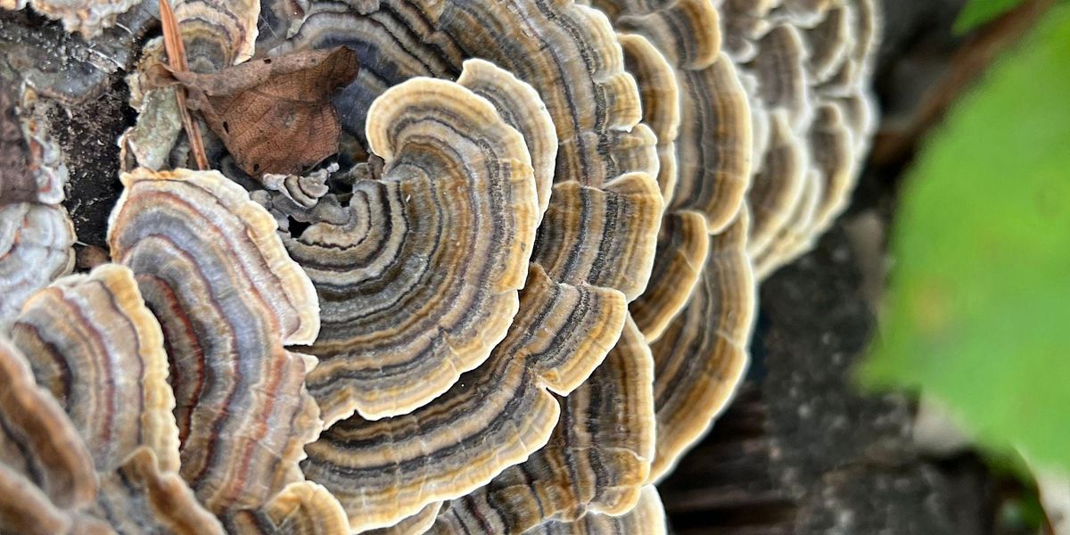 Welcome to the World of Mushrooms with Tavis Lynch, Gwenyn Hill Farm ...