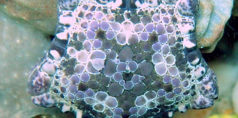 Marine slide show and art activity: Sea Stars and their friends ...