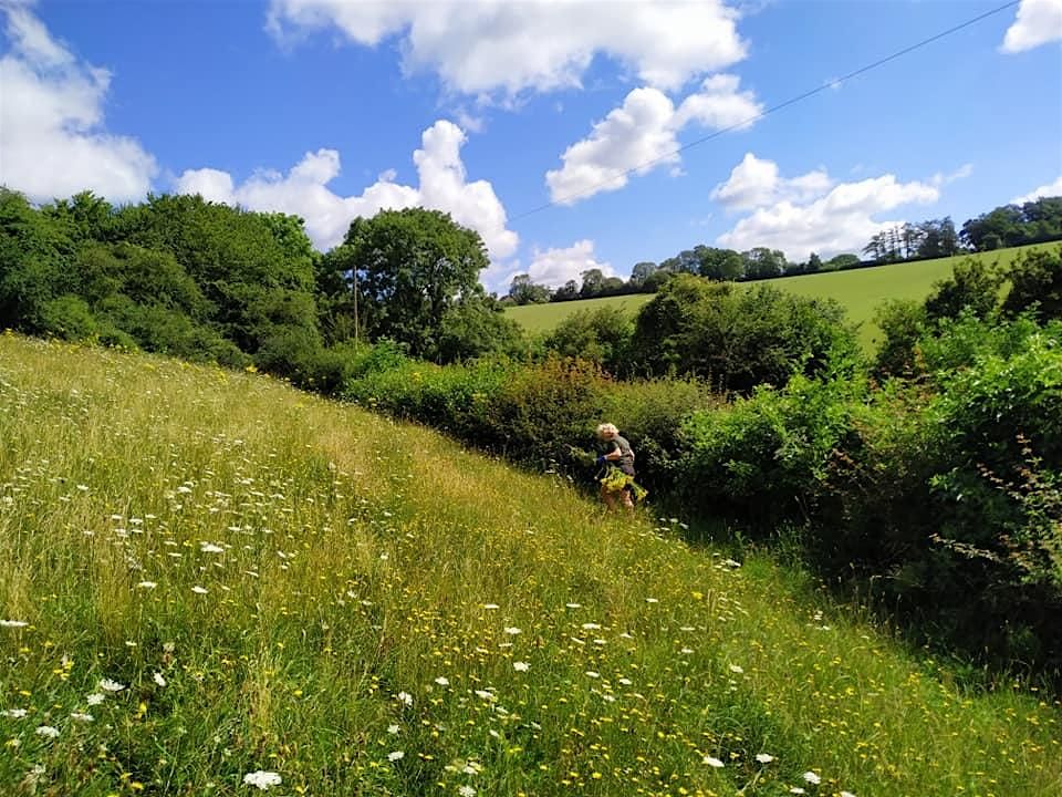 Gapping up hedgerow at Promised Land Farm in Lacey Green, Promised Land ...