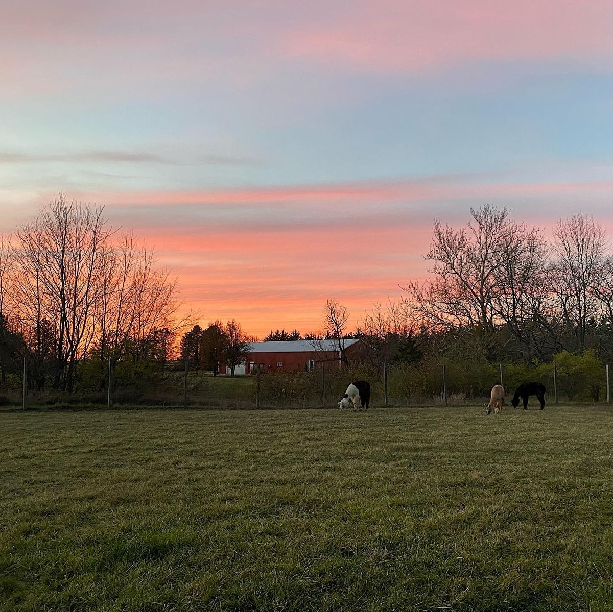 Sunset Llama Yoga + Farm & Forest Tour, Timberview Ranch and Retreat ...