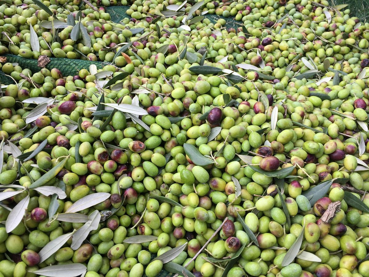Italian-Style Olive Curing Workshop - Busselton, Marine Terrace ...