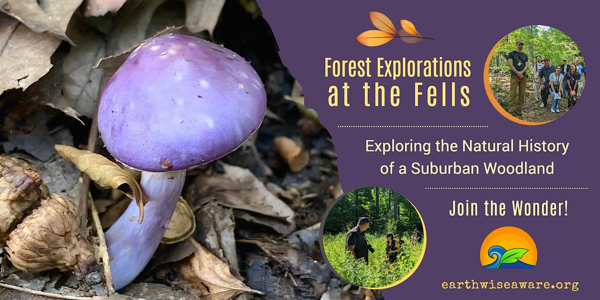 Summer Forest Explorations, Alta Clara at The Fells, Stoneham, 27 June ...