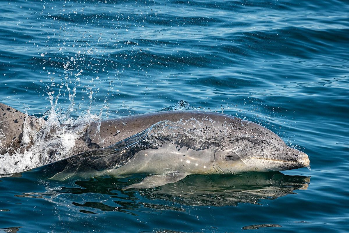National Whale and Dolphin Watch Week Shorewatch Session, Coldingham ...