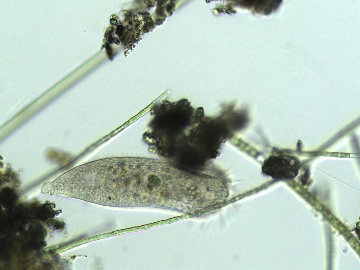 Beginners’ Identification Course: Freshwater Microbiota, Treborth ...