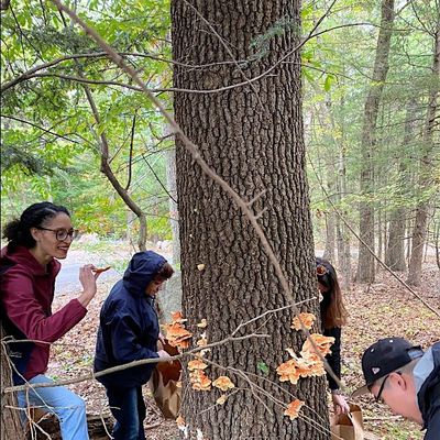 Summer Foraging Walk in Lynn Massachusetts, Lynn, 13 July 2024 ...
