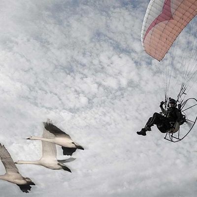 Sacha Dench The Human Swan Film Showing and Q&A, Bedruthan Hotel and ...