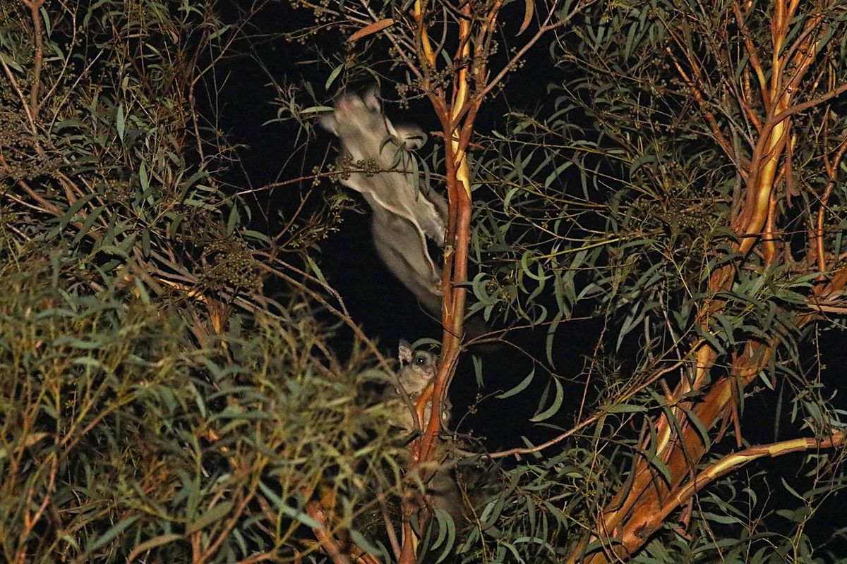 Nocturnal Wildlife Walk in Yarran Dheran, 1A Ashburton Drive, MITCHAM ...