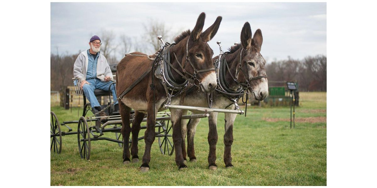 Donkey Basics-Donkey Handling, Hitching and Driving Skills, Tillers ...