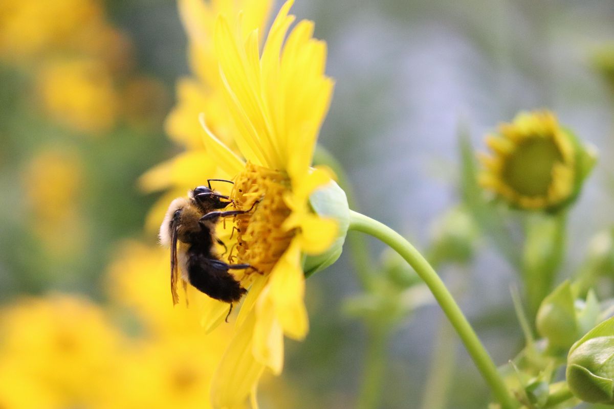 Guided Tour of the Flutter and Buzz Pollinator Garden, 220 Stoneway Dr ...