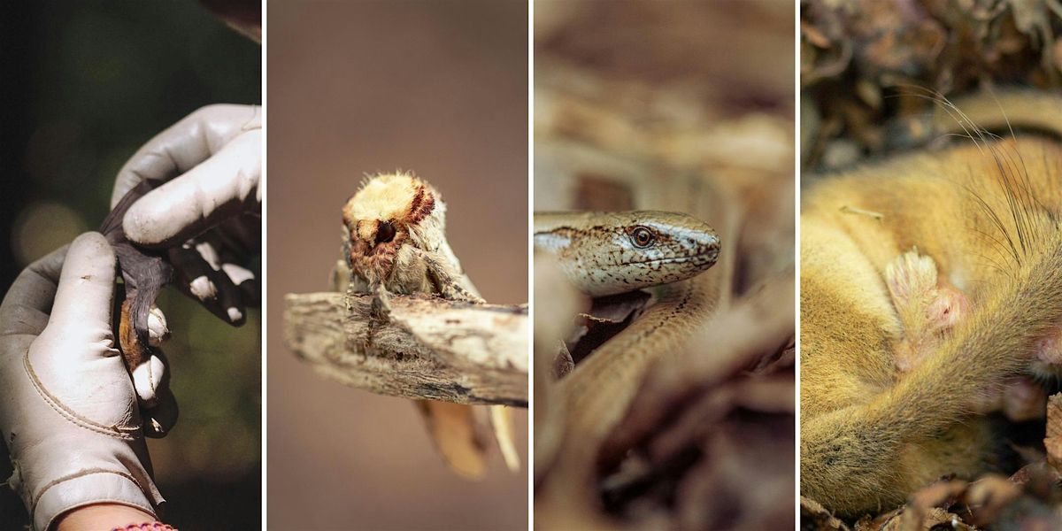 Photographing Britains Hidden Species - A wildlife talk and ...