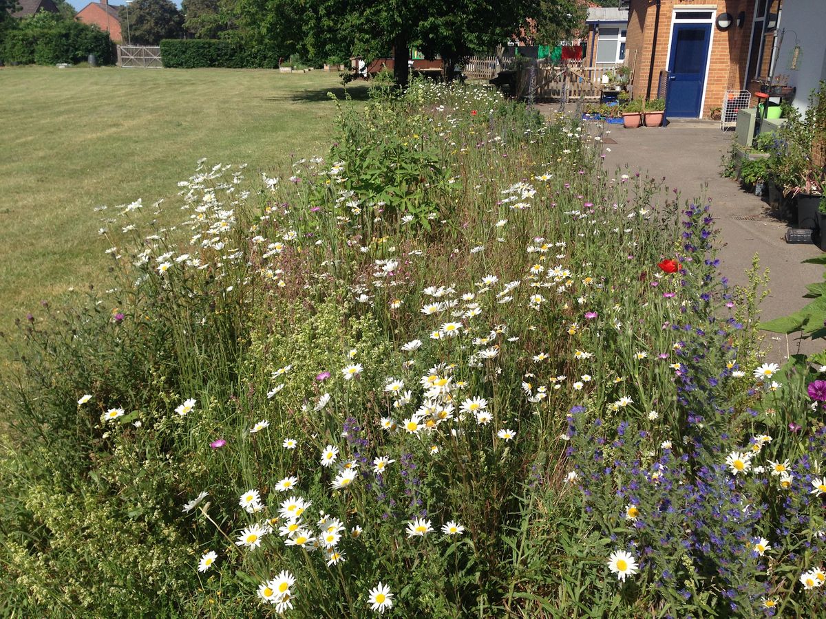 Testwood Lakes Wildlife Watch- Grow your own, Testwood Lakes Nature ...