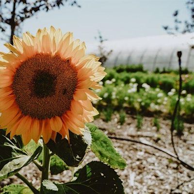 West Coast Seeds Farm Tour, 5300 34B Avenue, Delta, BC, Canada, 12 June to 25 September ...