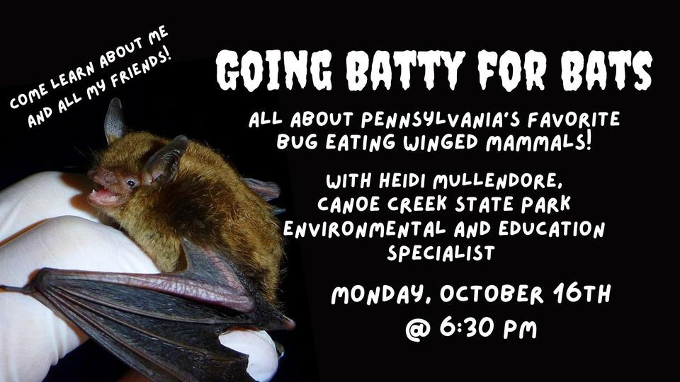 Sprouting Readers: Going Batty for Bats, Bellwood-Antis Public Library ...
