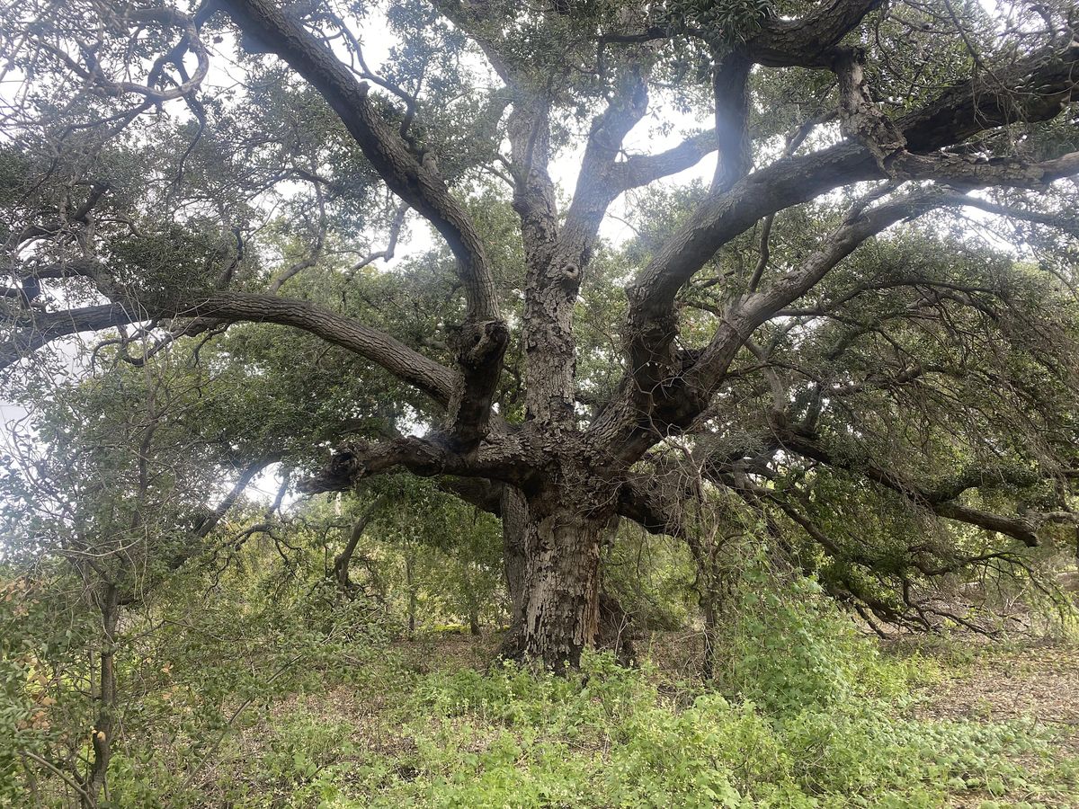 Return of the Oak Trees, Oak Canyon Community Park, Oak Park, 3 ...