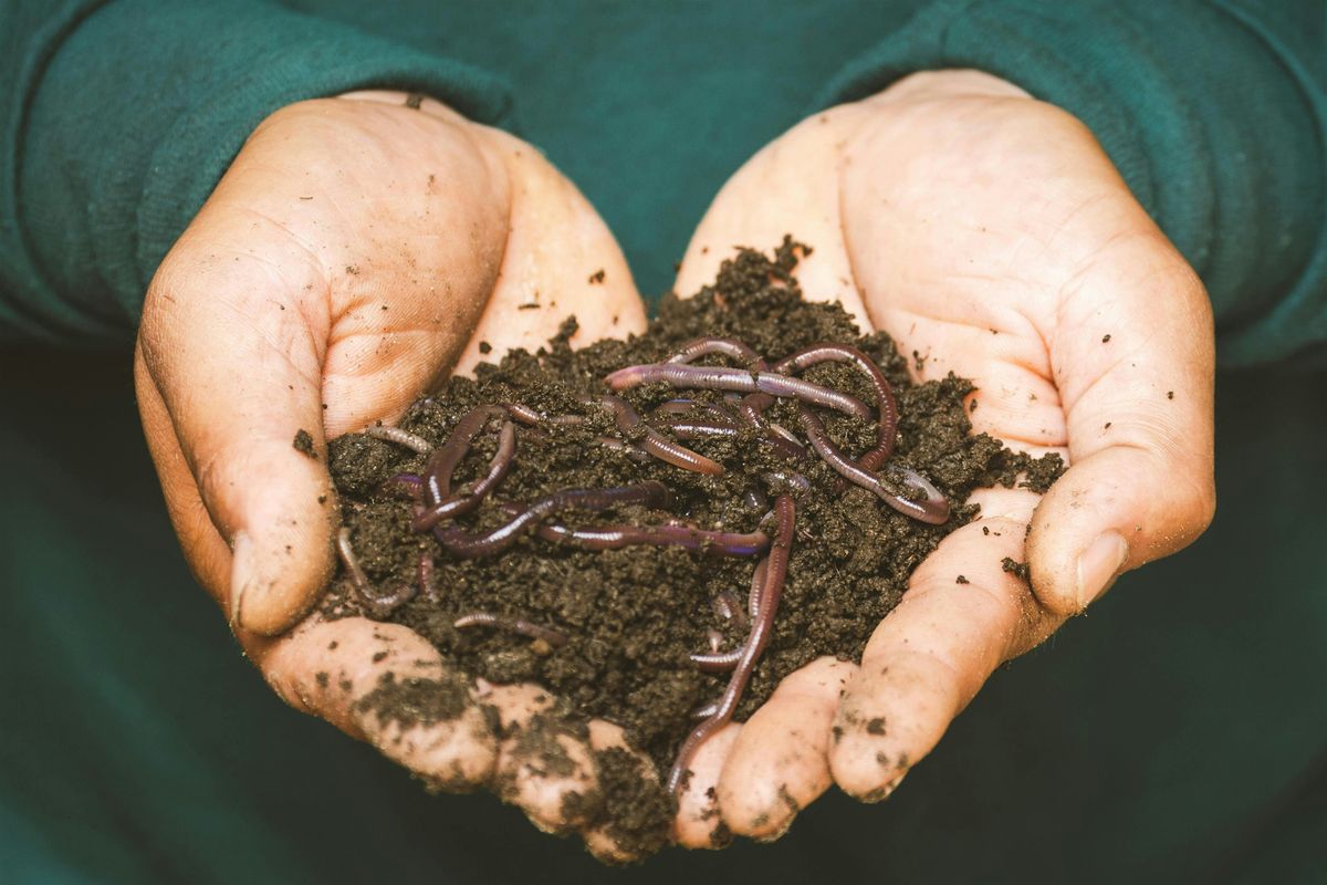 Vermiculture & Vermicomposting with Earthworms, Vance County Regional ...