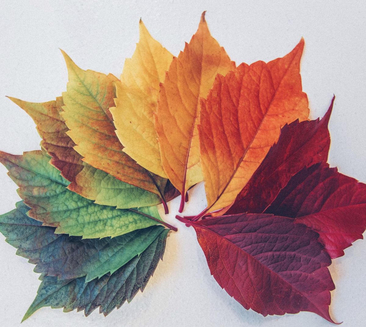 10 Day FALL RESET for MIND BODY and SPIRIT, October 16 to October 25 ...