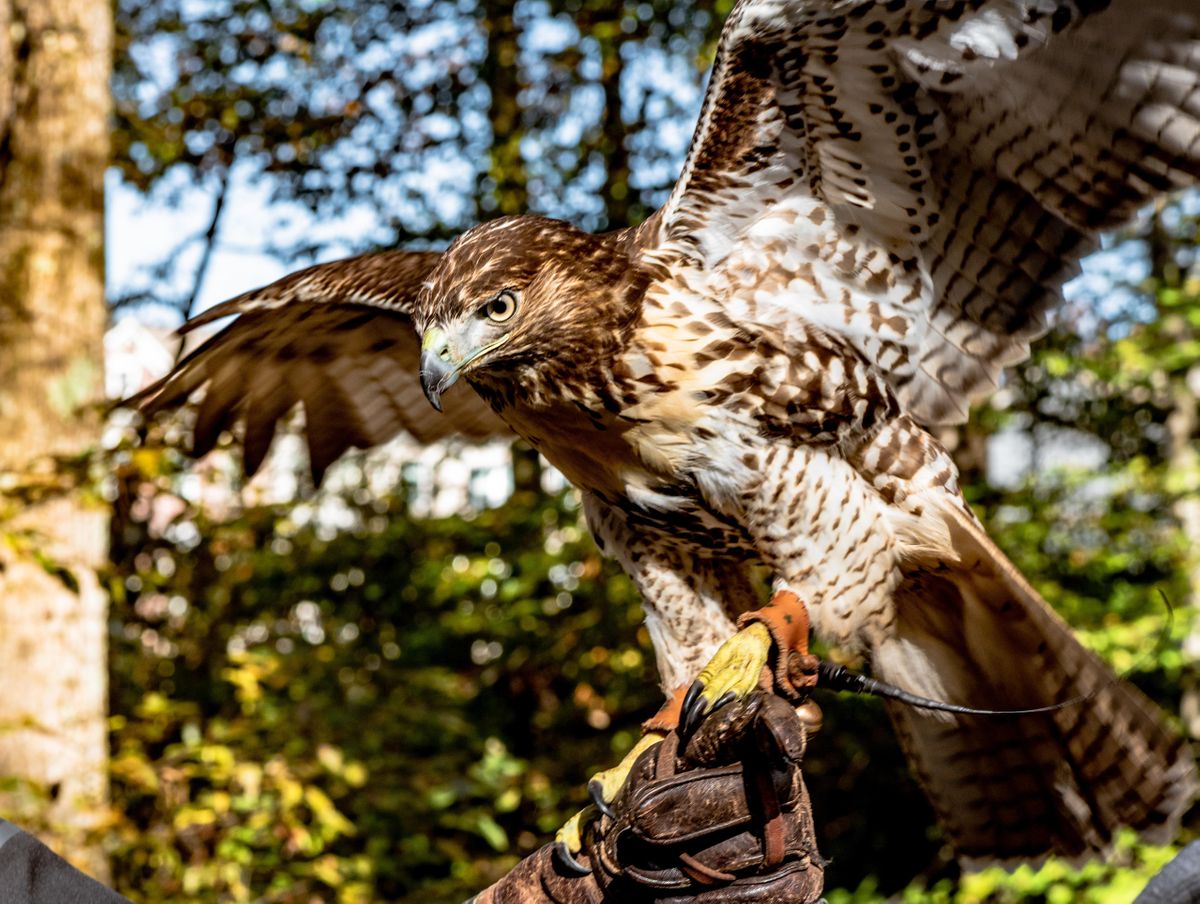 Birds of Prey Program - meet a red-tailed hawk!, Mason Mill Park ...
