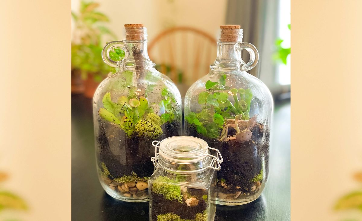 TERRARIUM - Create a Sustainable Ecosystem in a Bottle!, Kapiʻolani ...