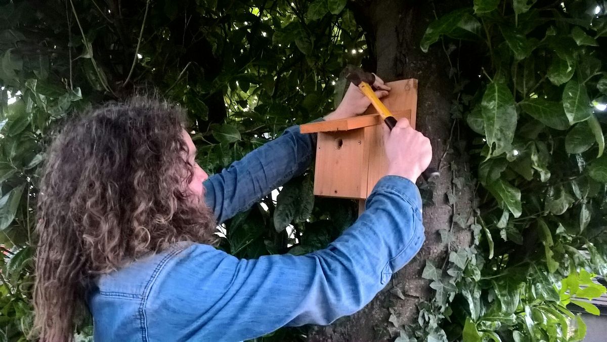 Build your own bird box workshop, Ulster Wildlife, Belfast, 23 November ...