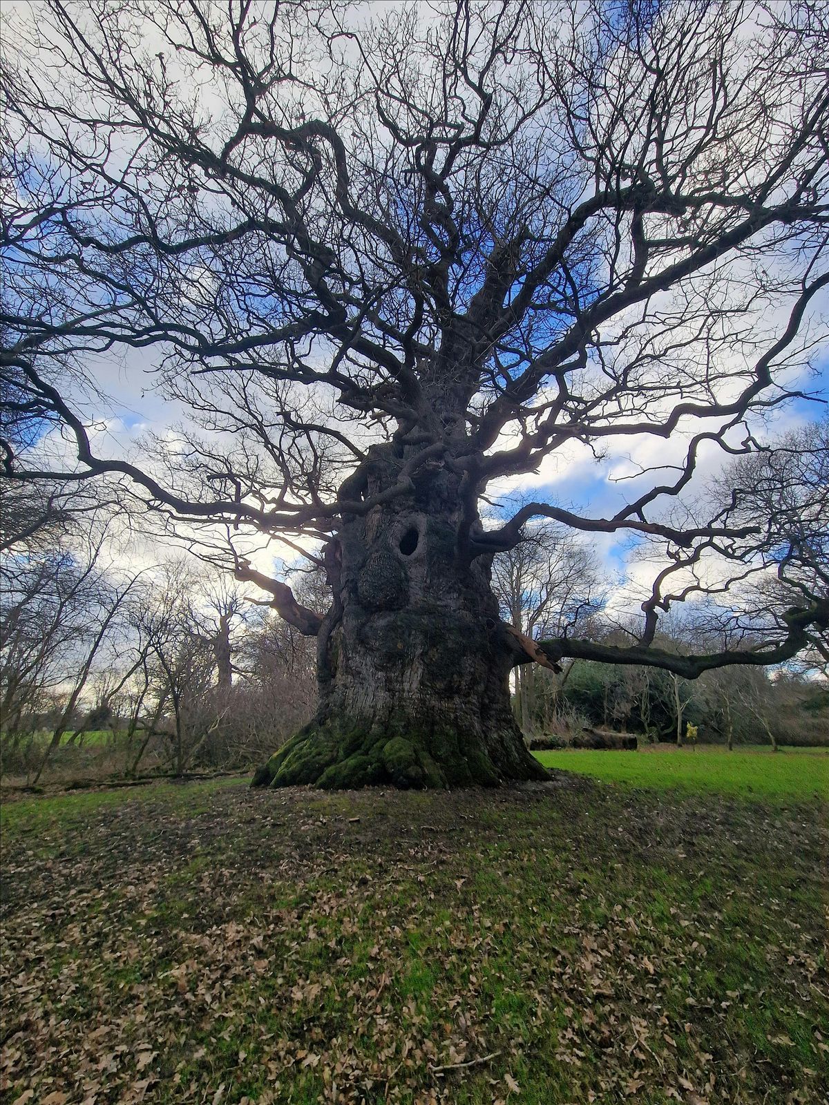 Fredville Park Tree Walk, Nonington, 12 May 2024 | AllEvents