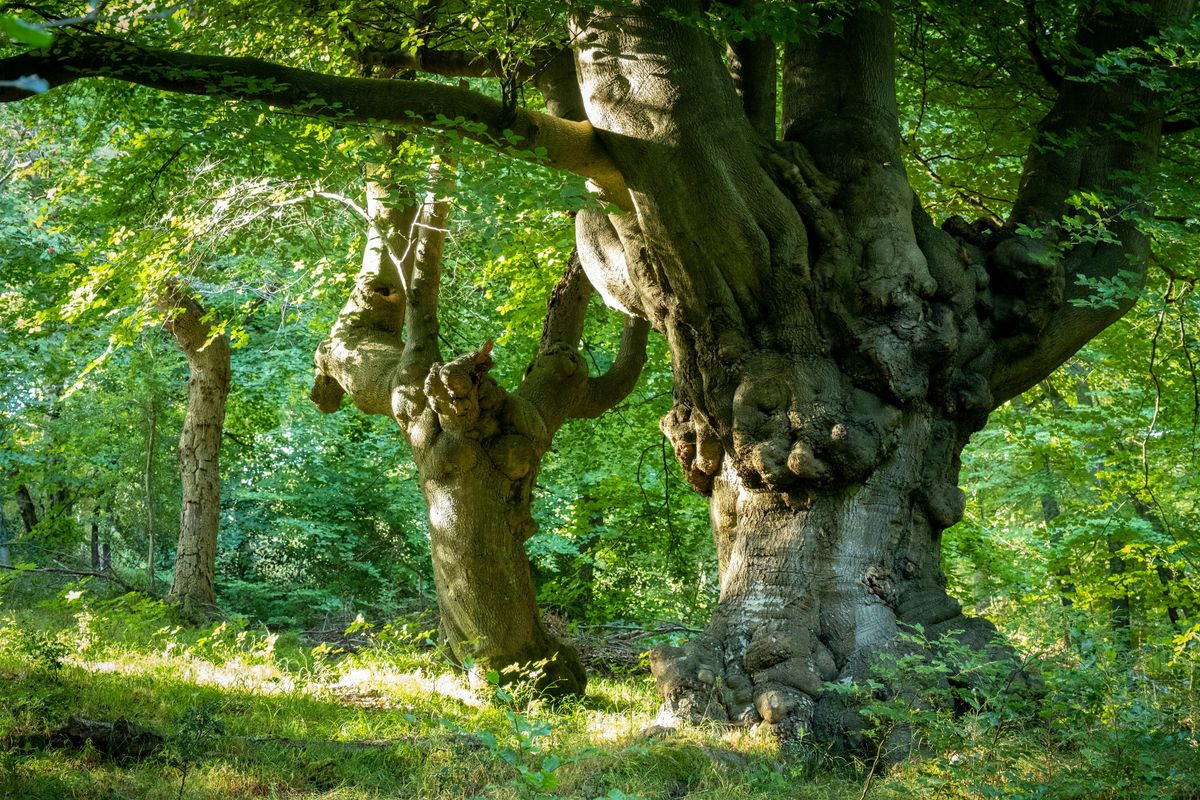 Burnham Beeches ancient trees, The Cafe, Burnham Beeches, Farnham ...